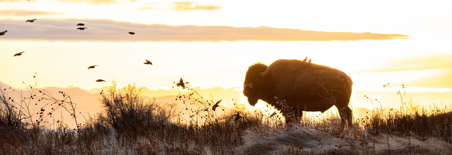 A History of the Wild Hog, by Marshall Seedorff – Force of Nature Meats