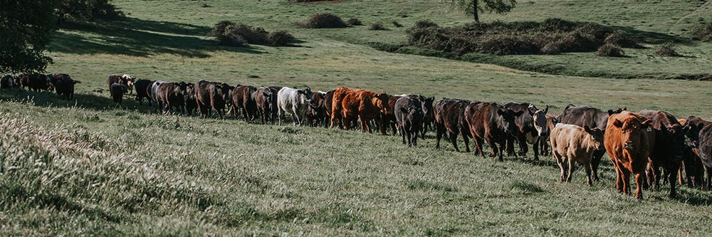 WHAT IS REGENERATIVE GRAZING? – Force of Nature Meats