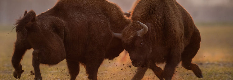 THE RUT IS UPON US! – Force of Nature Meats