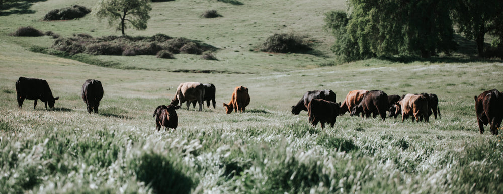 WHAT IS REGENERATIVE GRAZING? – Force of Nature Meats