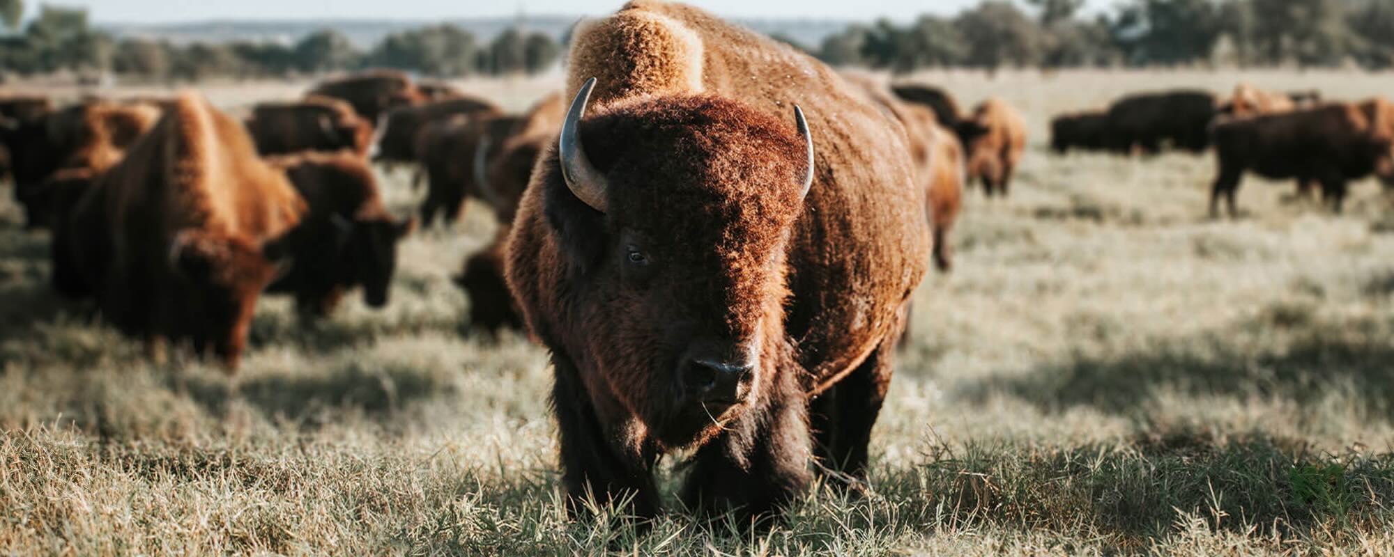 Force of Nature Meats - Nourishing, Regenerative, Grass fed Meats